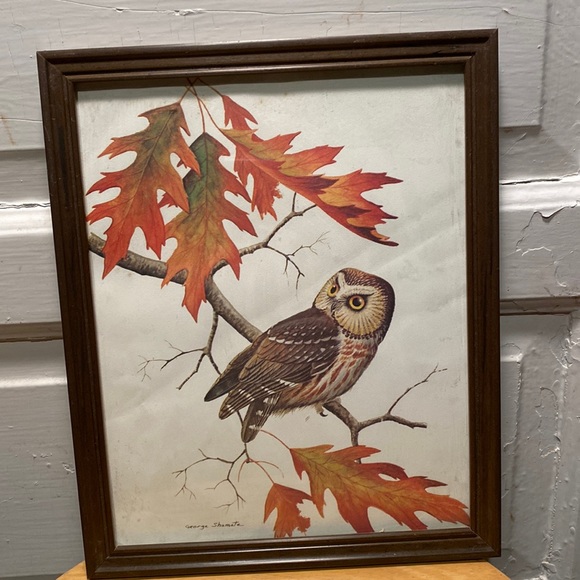 Art | Vintage Sawwhet Owl George Shumate Print | Poshmark
